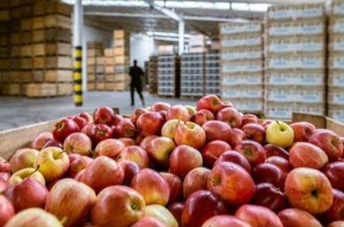 Nine months on, 20% of Kashmir’s apple produce still in cold storage ...